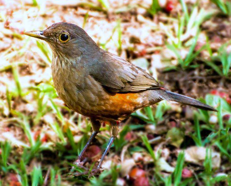 A hora dos sabiás - avosidade